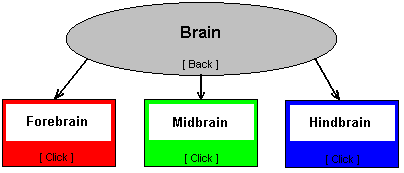 Brain Flow Chart 3